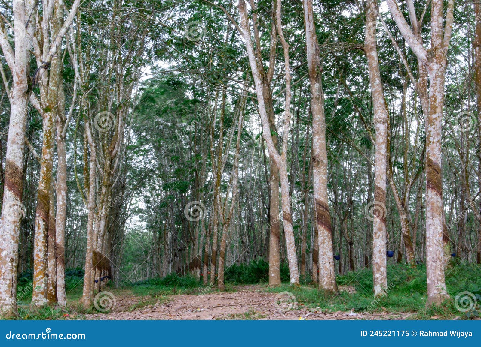 Very Tall Rubber Tree in Plantation Noodles Stock Image - Image of ...