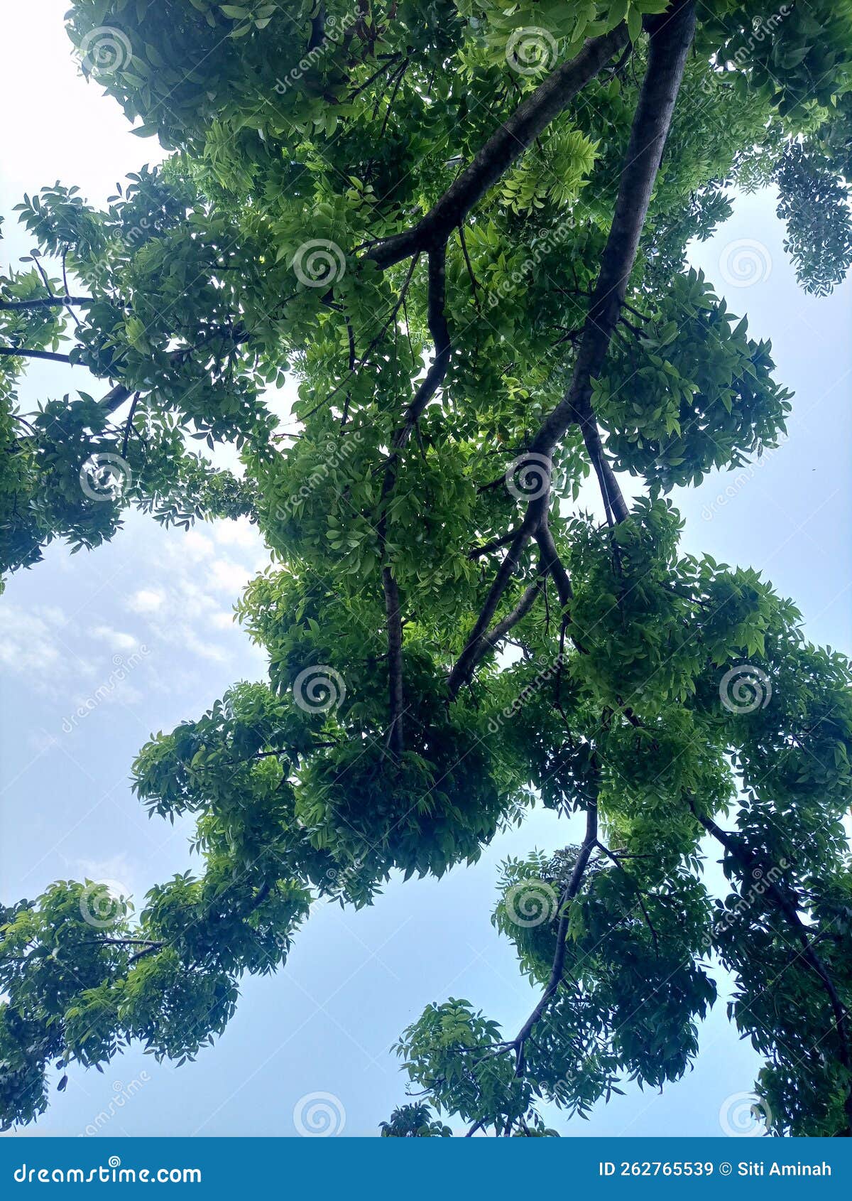 Very tall towering tree stock image. Image of garden - 262765539