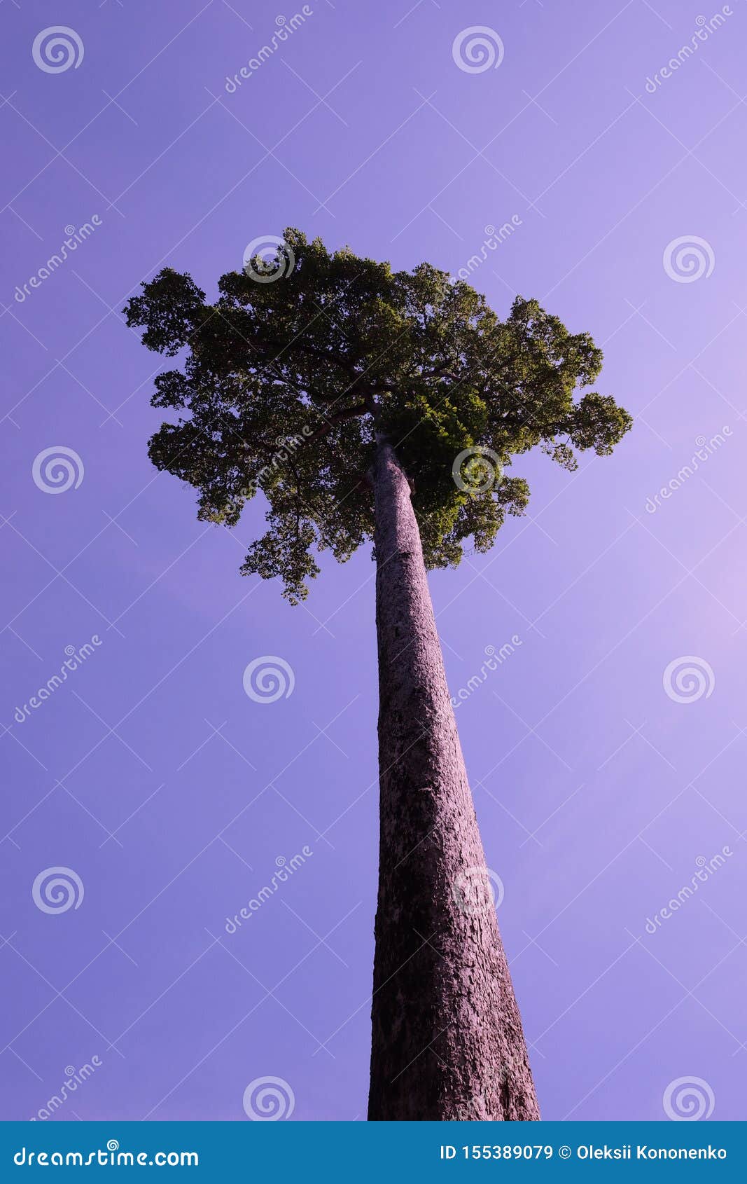 Very Tall Tree with a Beautiful Crown on the Background of a Clear Blue ...