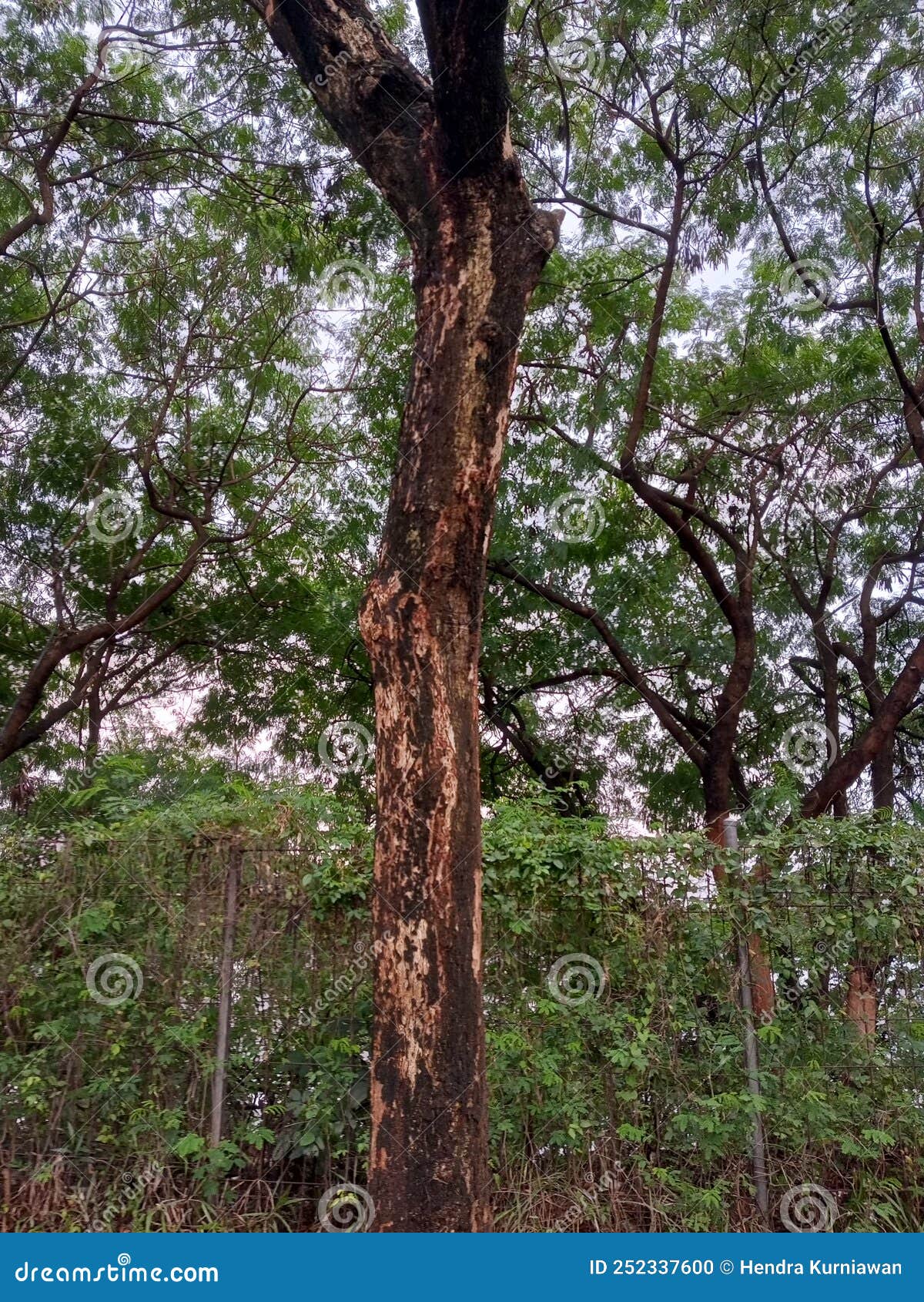Very Tall Tree Trunks in a Forest Stock Photo - Image of tall, tree ...