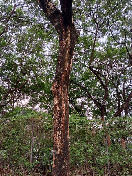 Very Tall Tree Trunks in a Forest Stock Photo - Image of tall, tree ...