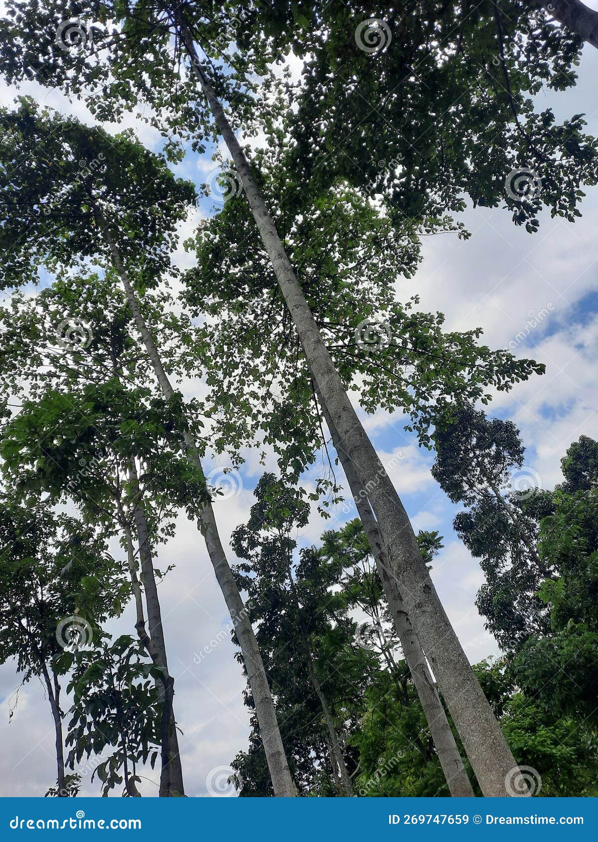 This is a very tall tree stock image. Image of garden - 269747659