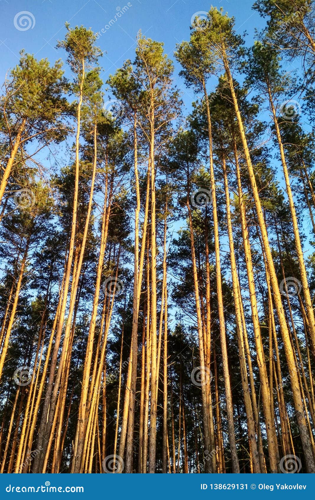 Very Tall Trees in the Forest Stock Image - Image of background, trunk ...