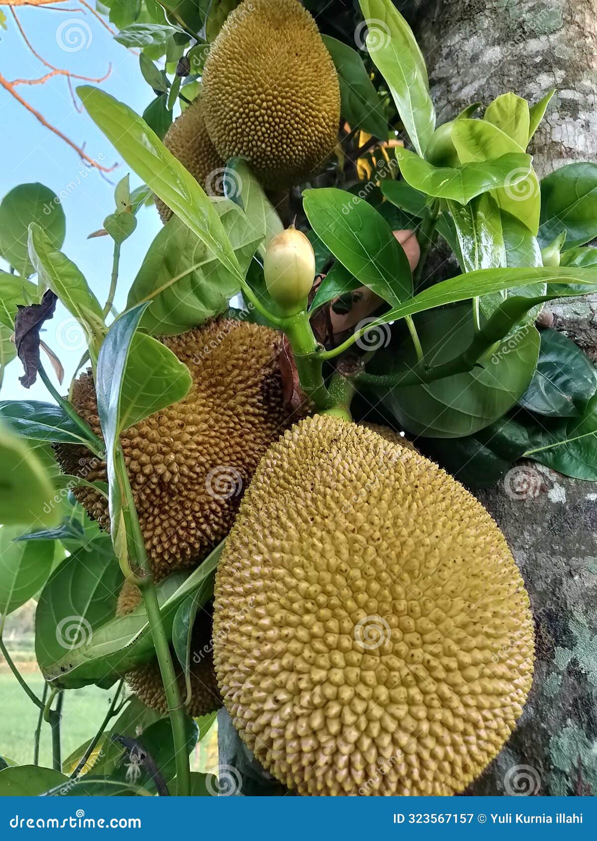 Jackfruit Green Leaves Background.leaf Texture Royalty-Free Stock Image ...
