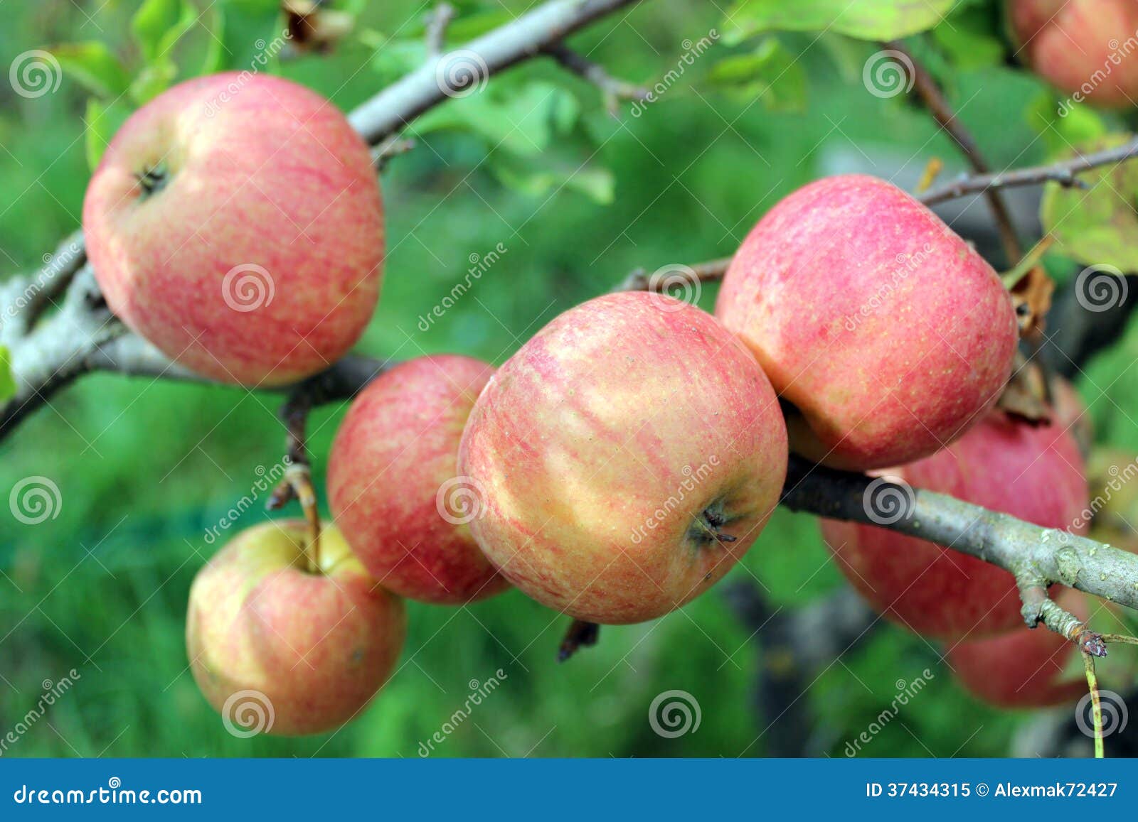 Very tasty and ripe apples stock image. Image of branch - 37434315
