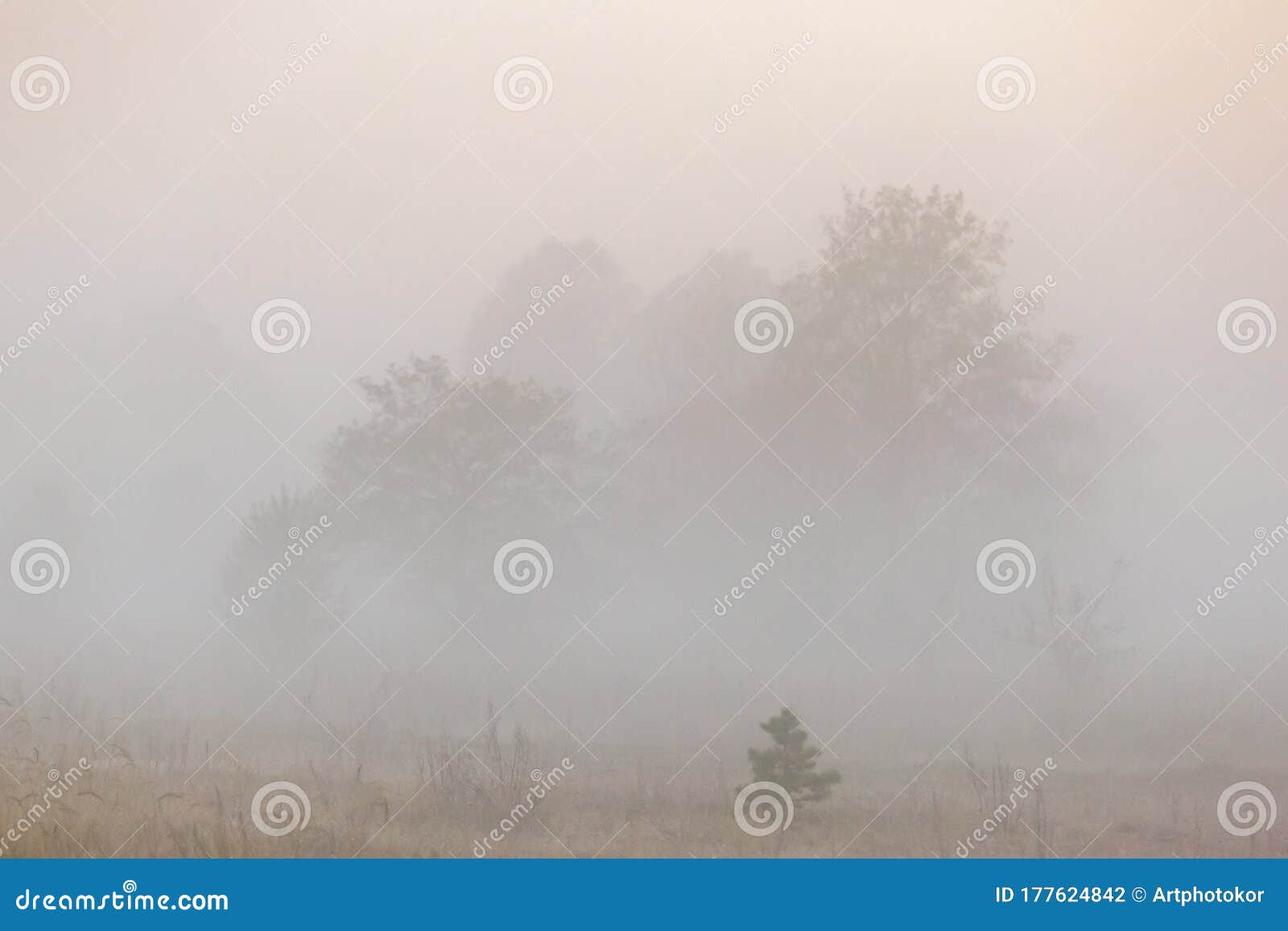 A Very Thick Heavy Fog Enveloped the Trees in the Forest. Forest Fire ...