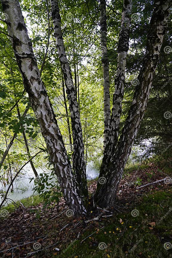 Old Tree Buck Patterns Rough Stock Image - Image of rough, patterns ...
