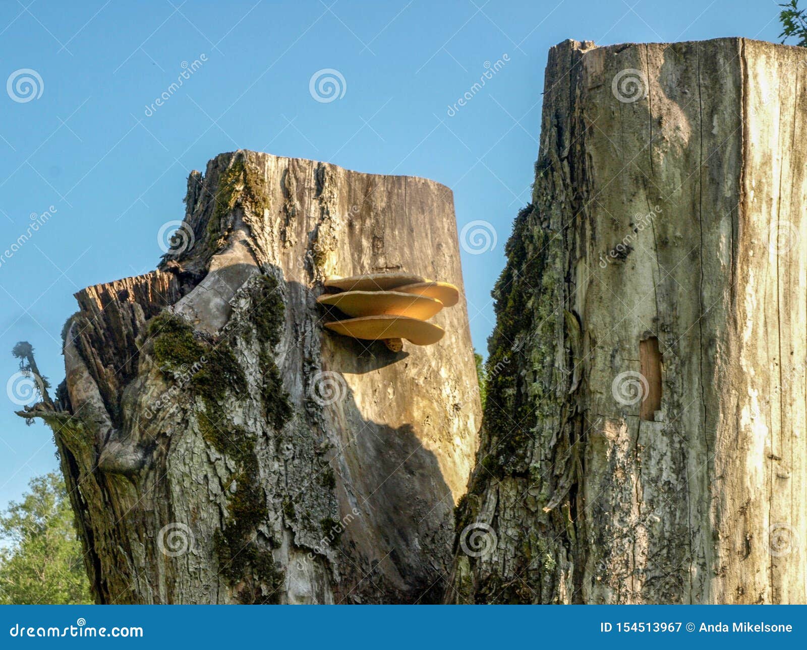 Interesting Shaped Mushrooms Growing on the Tree Stock Image - Image of ...