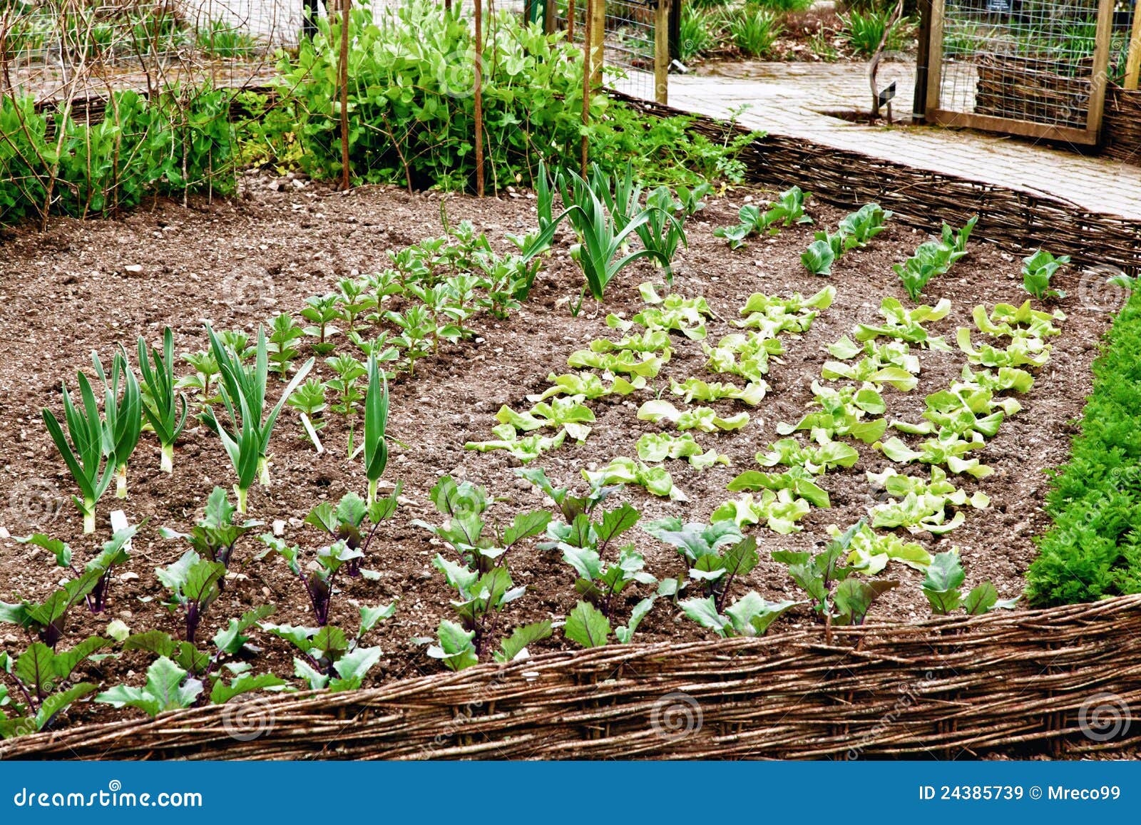 Very tidy vegetable patch stock image. Image of healthy - 24385739