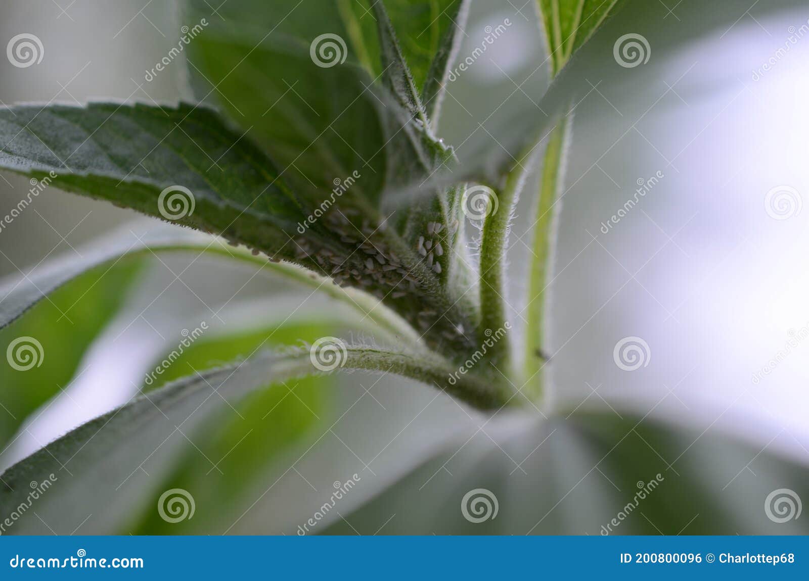 Whitefly pests stock photo. Image of thrive, destructive - 200800096