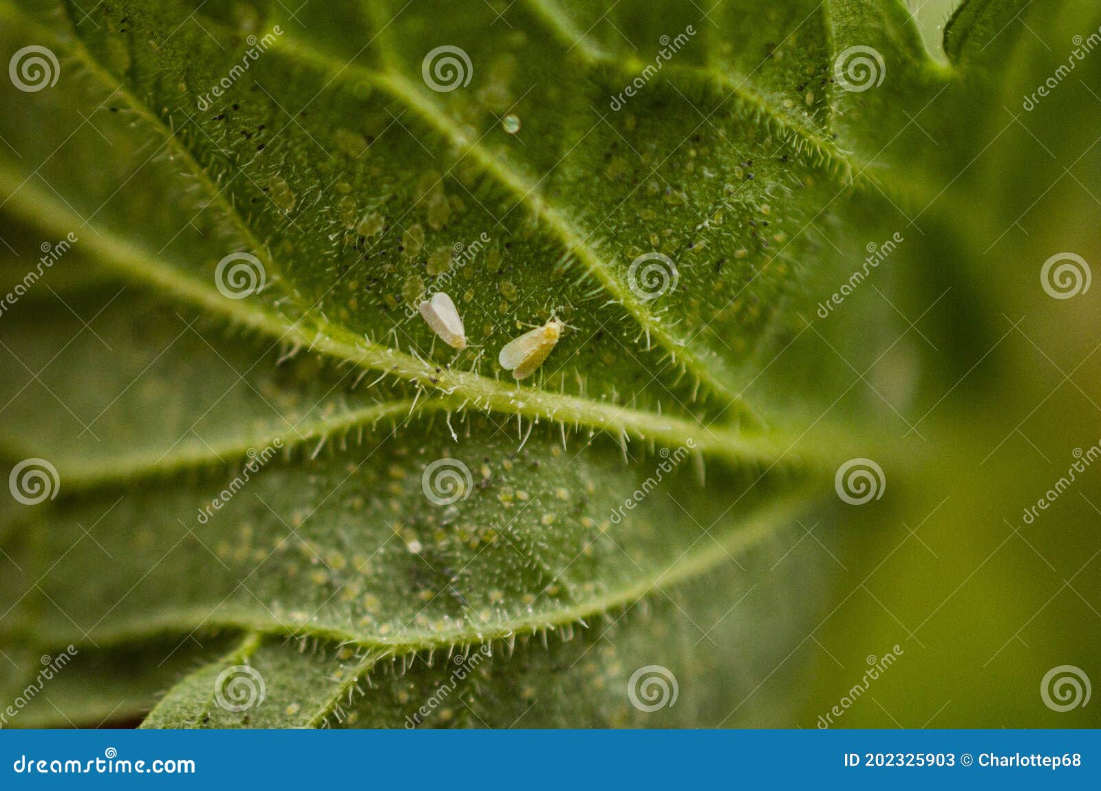 Greenhouse Whitefly Infestation On Citrus Leaf Royalty-Free Stock Photo ...
