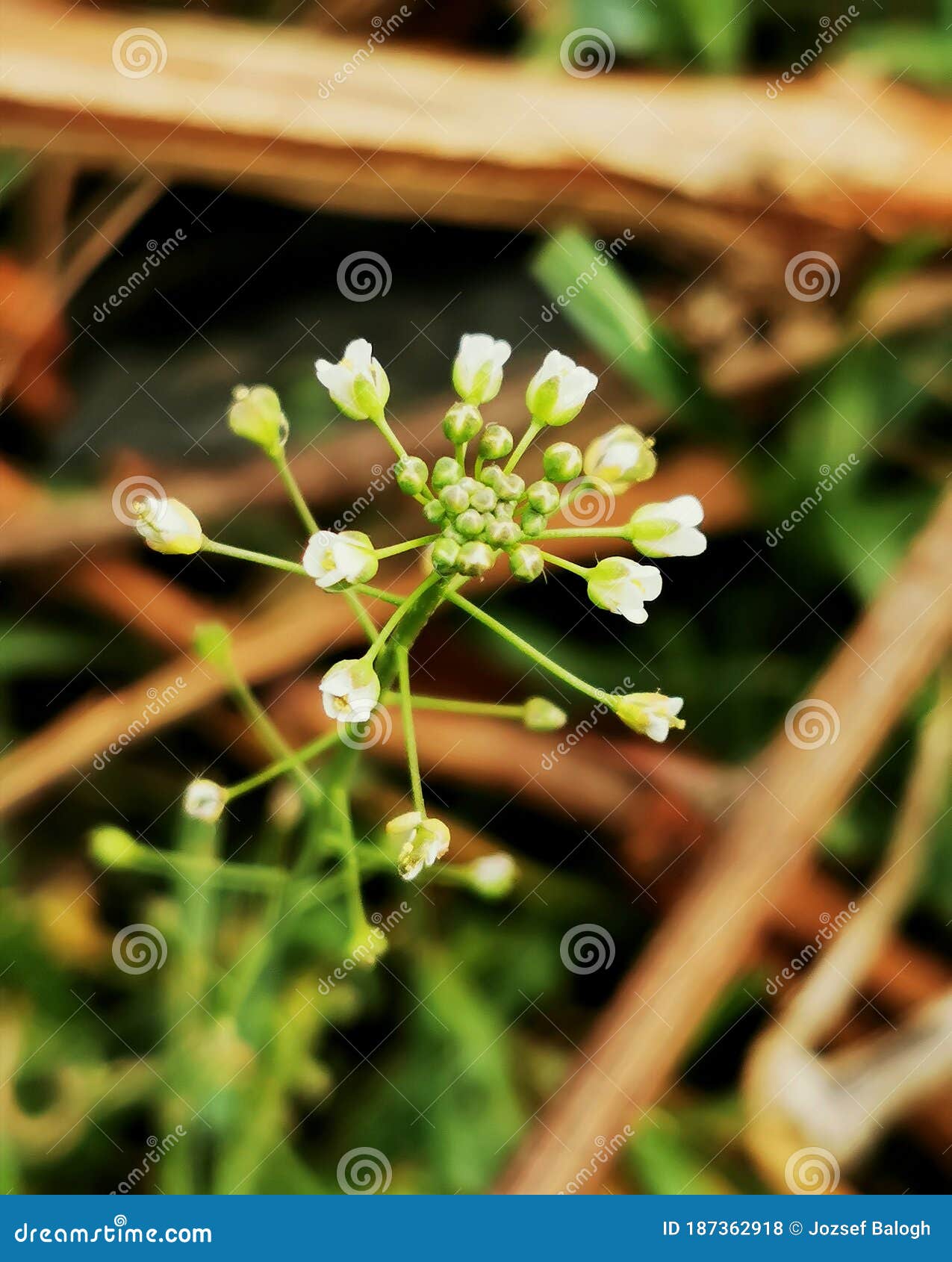It is a Very Tiny Little Flower Stock Photo - Image of circle, flower ...