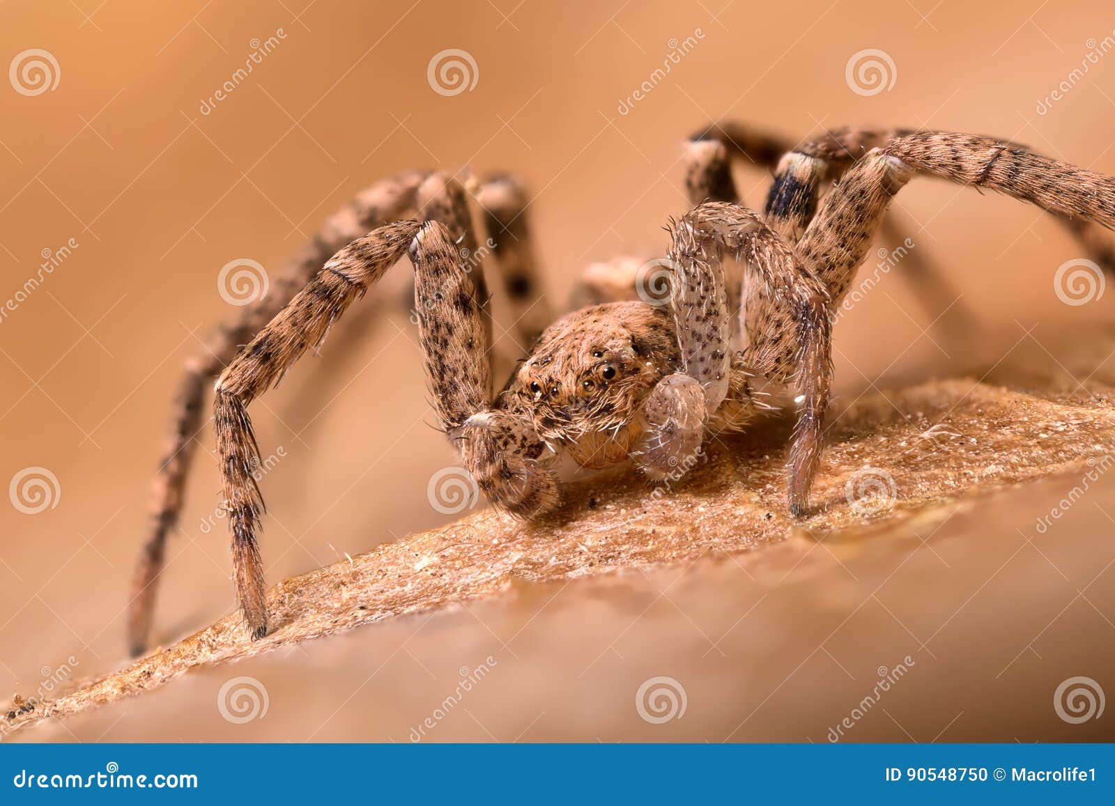 A very tiny spider stock photo. Image of details, textured - 90548750