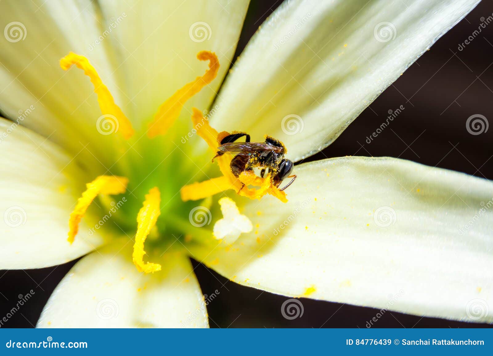Very Tiny Stingless Bee Collects Pollen from Yellow Flower Stock Image ...