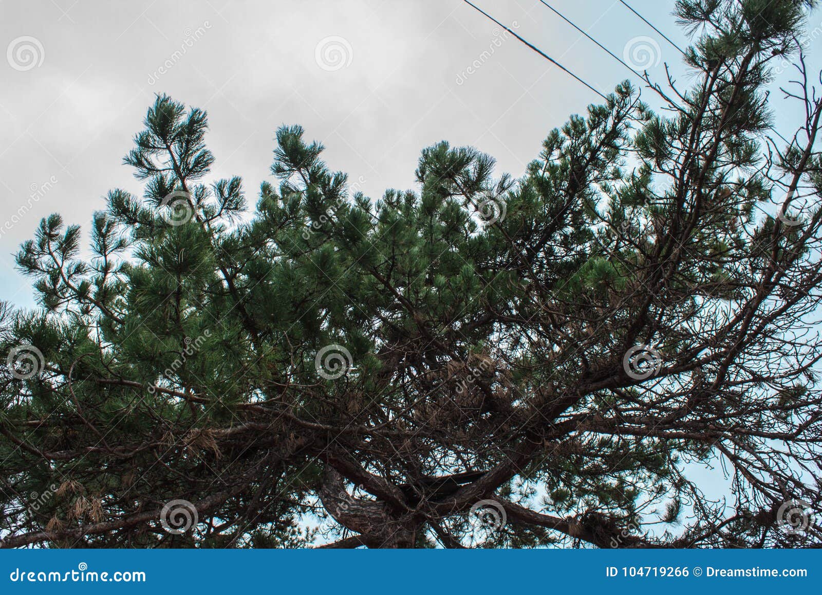 This is the Very Tip of the Pine. Stock Photo - Image of background ...