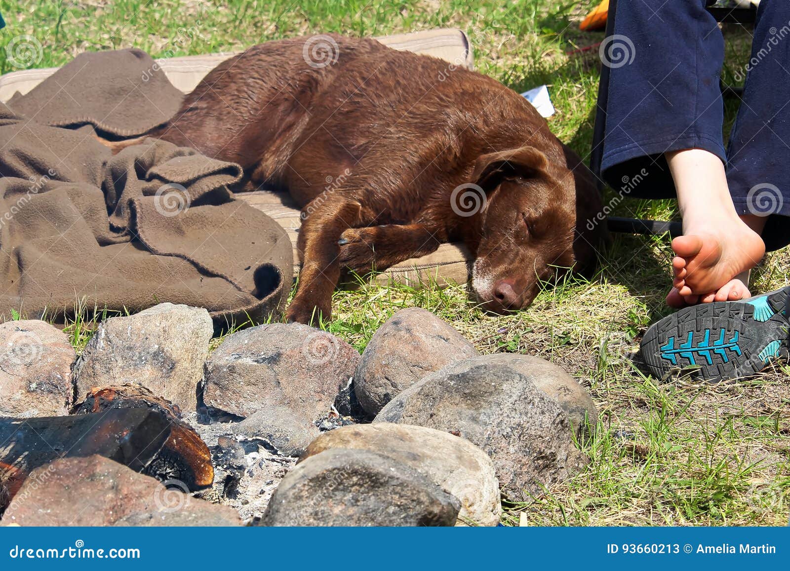 A Very Tired Dog Sleeping beside His Boy and a Warm Campfire Stock ...