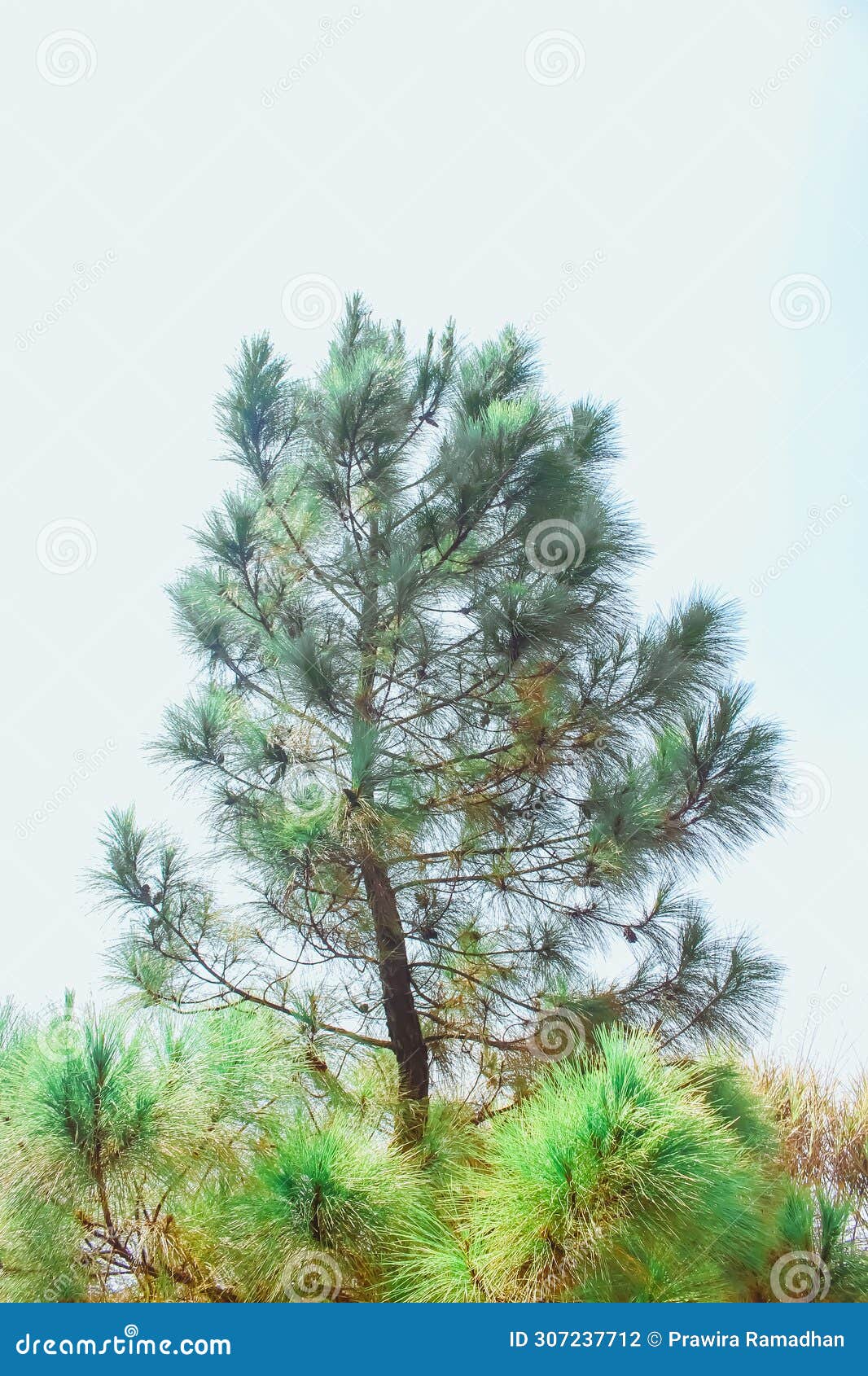 The Topmost Tip of a Pine Tree Stock Photo - Image of spruce, outdoors ...