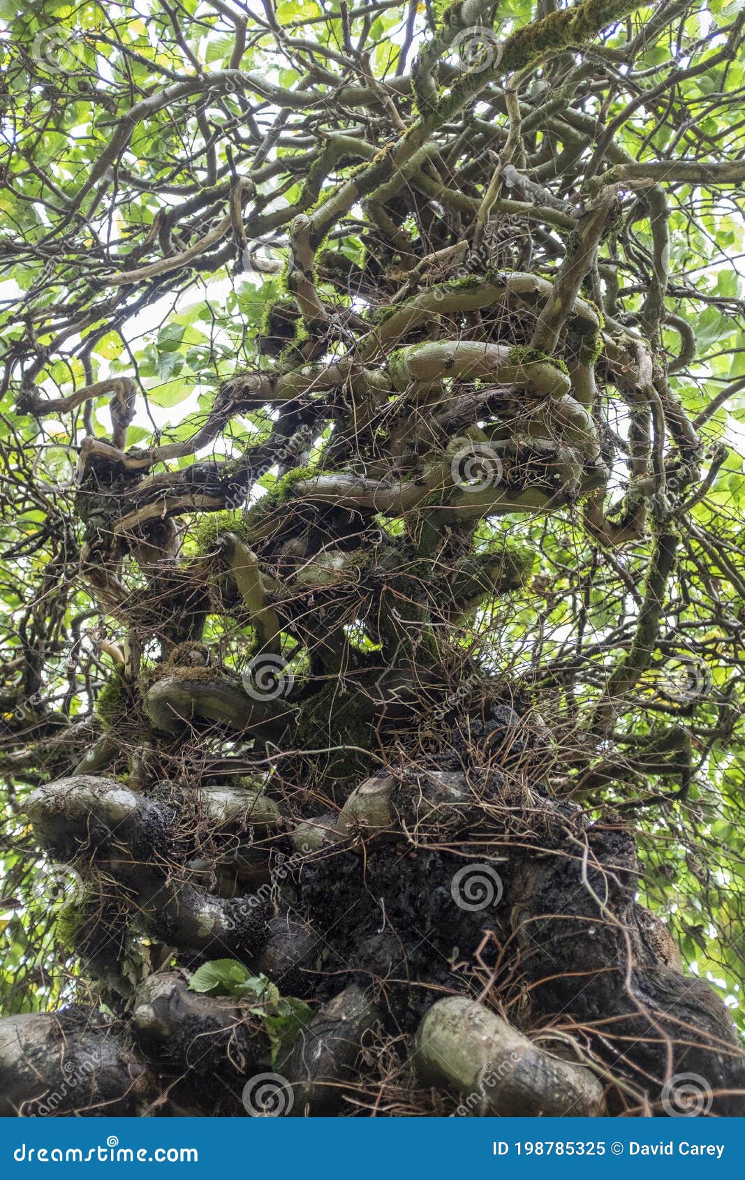 Very Twisted Camperdown Elm Tree Stock Image - Image of looking ...