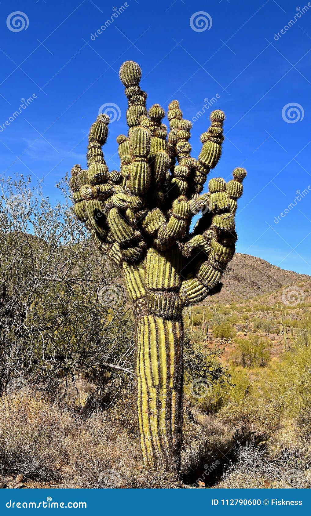 Unique Shape of Cactus Tree in a Desert Stock Photo - Image of cactus ...