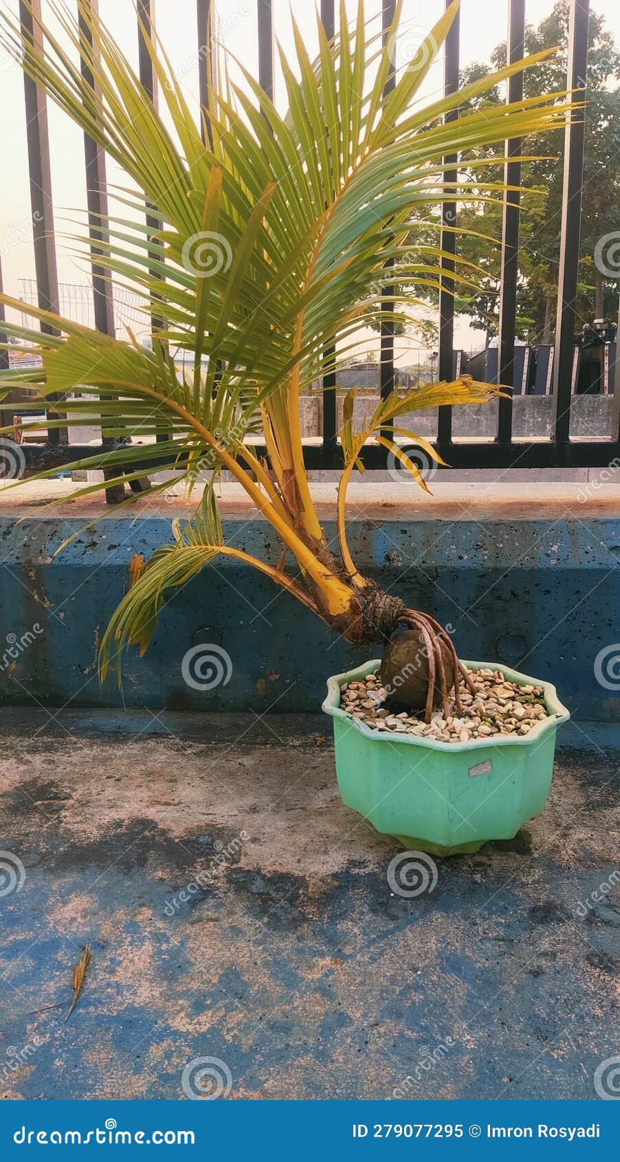 A Very Unique Dwarf Coconut Tree from a Tropical Country Stock Image ...