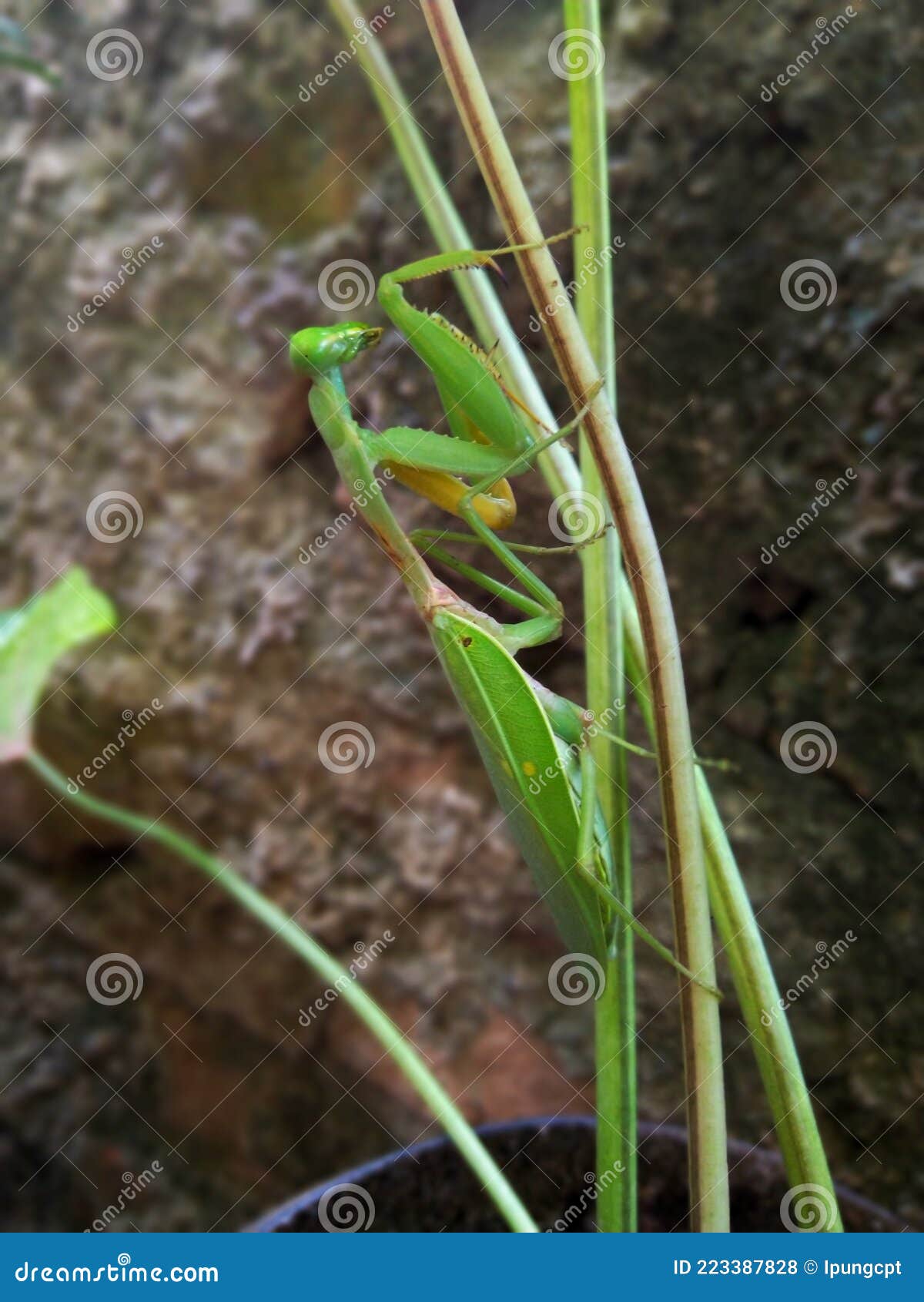 A Very Unique Green Insect Praying Mantis Stock Photo - Image of ...