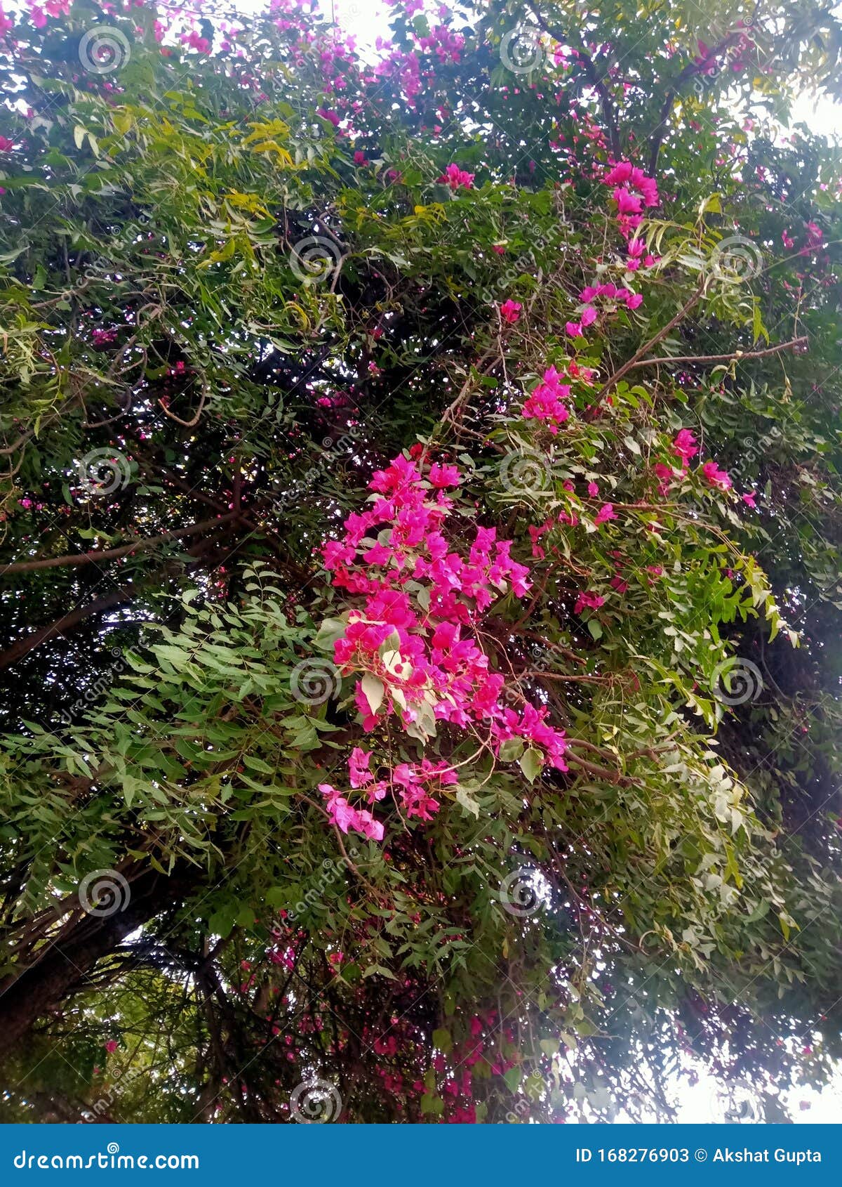 A Very Unique Image of a Tree Stock Image - Image of unique, scene ...