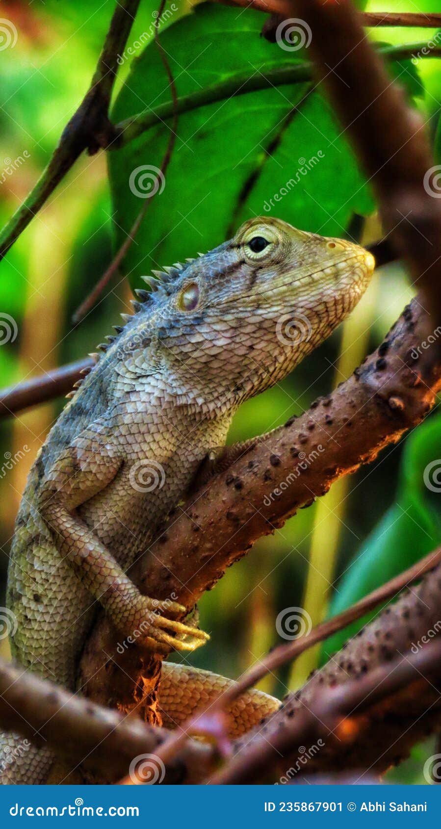 Very unique lizard stock image. Image of chameleon, tree - 235867901