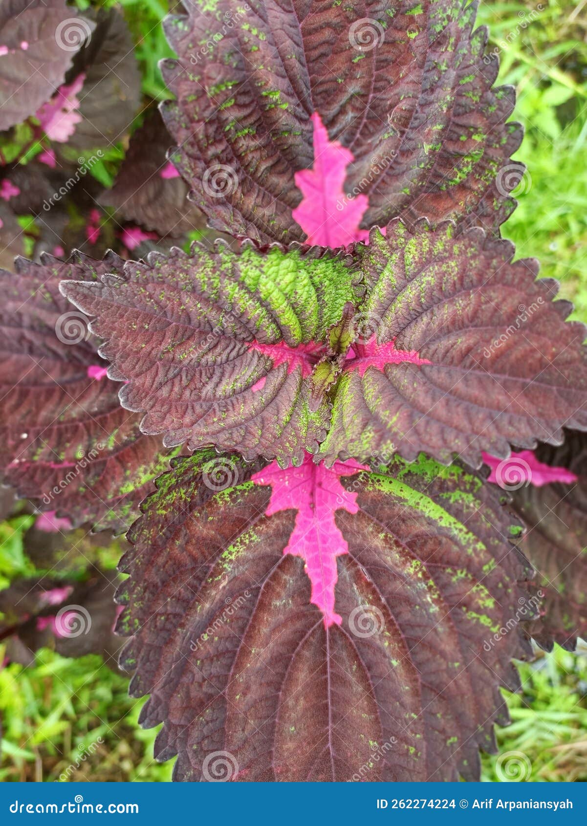 This is a Very Unique Plant because it Has Various Colors on Its Leaves ...