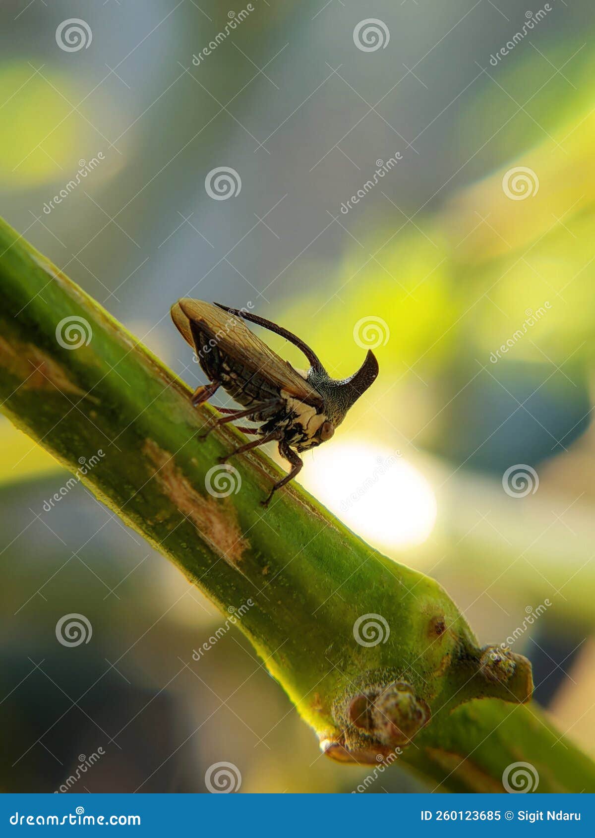 A Very Unique Tree Planthopper Has Horns Stock Image - Image of tree ...