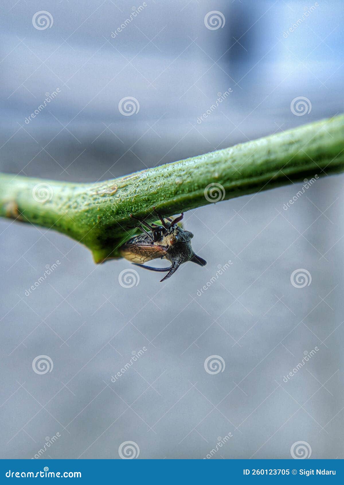 A Very Unique Tree Planthopper Has Horns Stock Image - Image of ...