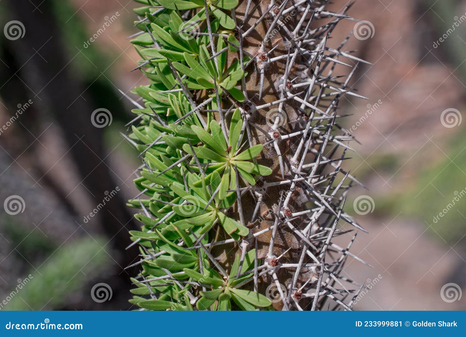 Very Unusual Cactus Closeup Growing in in Park Stock Image - Image of ...