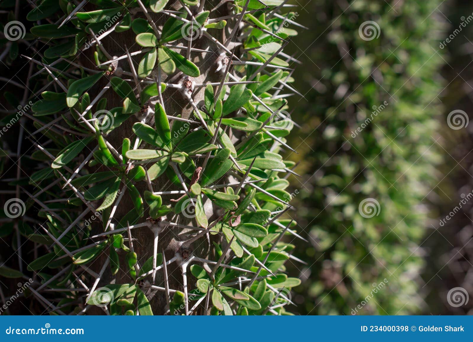 Very Unusual Cactus Closeup Growing in in Park Stock Photo - Image of ...