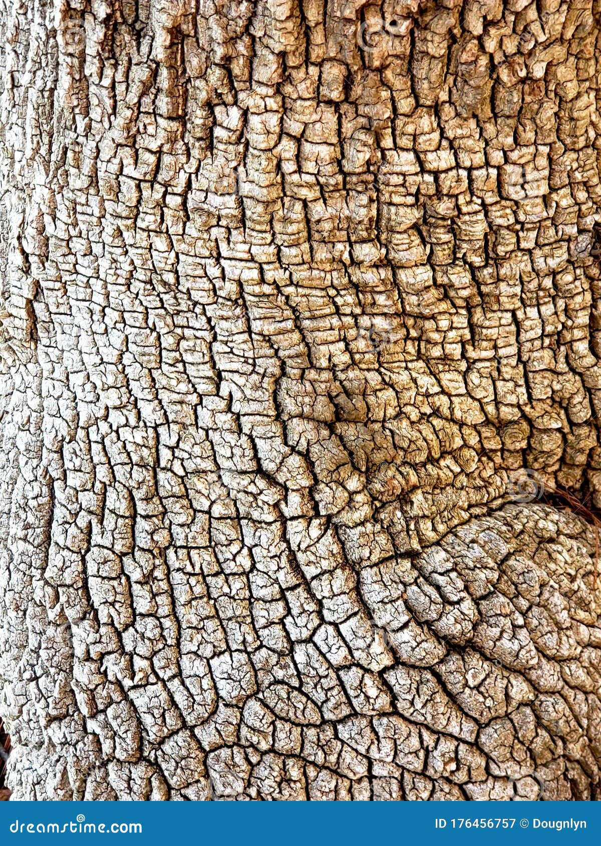 Very Unusual Tree Bark stock image. Image of unusual - 176456757