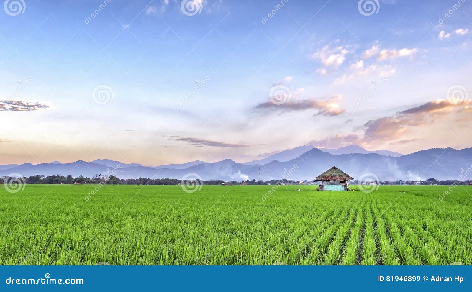 Very Vast, Broad, Extensive, Spacious Rice Field, Stretched into the ...