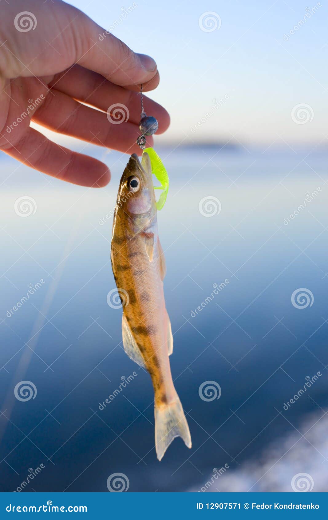 Very-very small walleye stock image. Image of pain, animal - 12907571