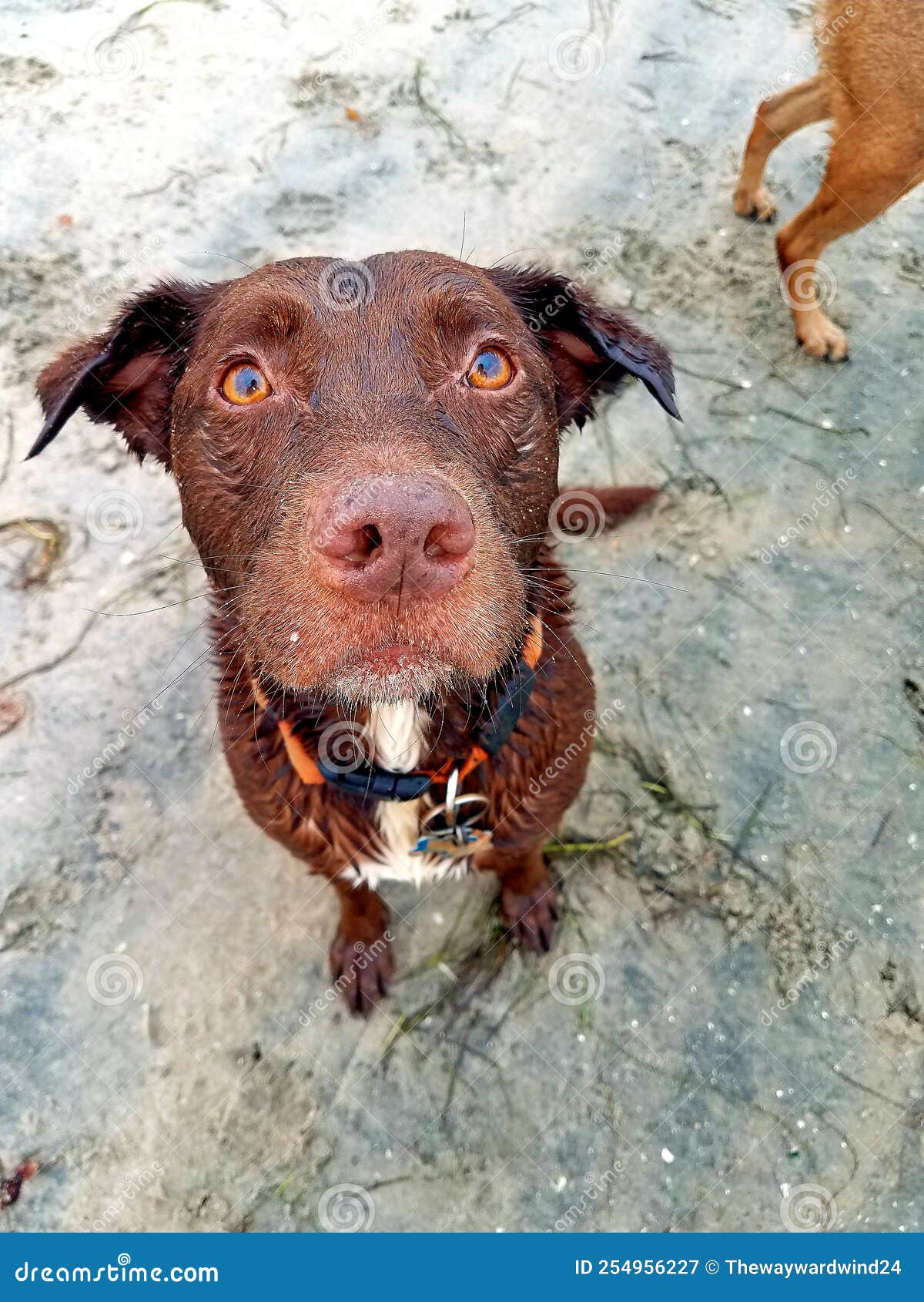 A very wet chocolate lab stock image. Image of attention - 254956227