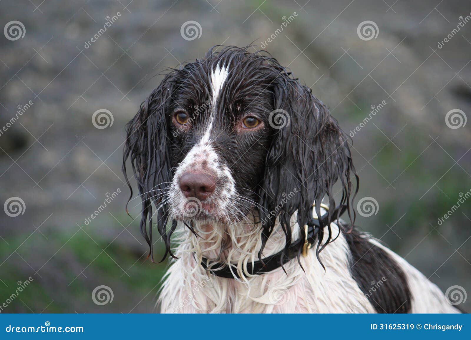 A Very Wet Working Type English Springer Spaniel G Stock Image - Image ...