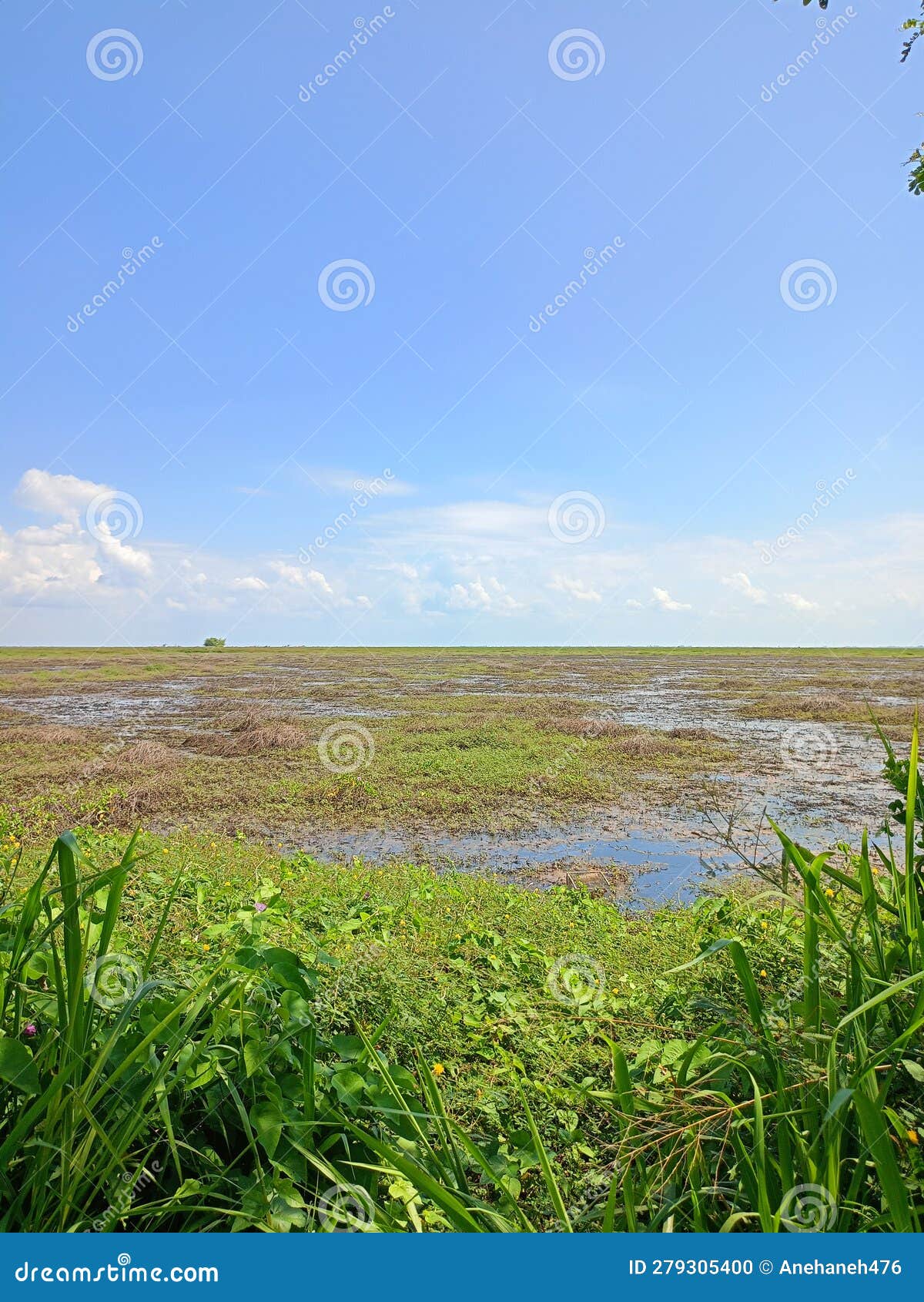 Very Wide and Cool View of the Swamp Stock Photo - Image of wide, swamp ...
