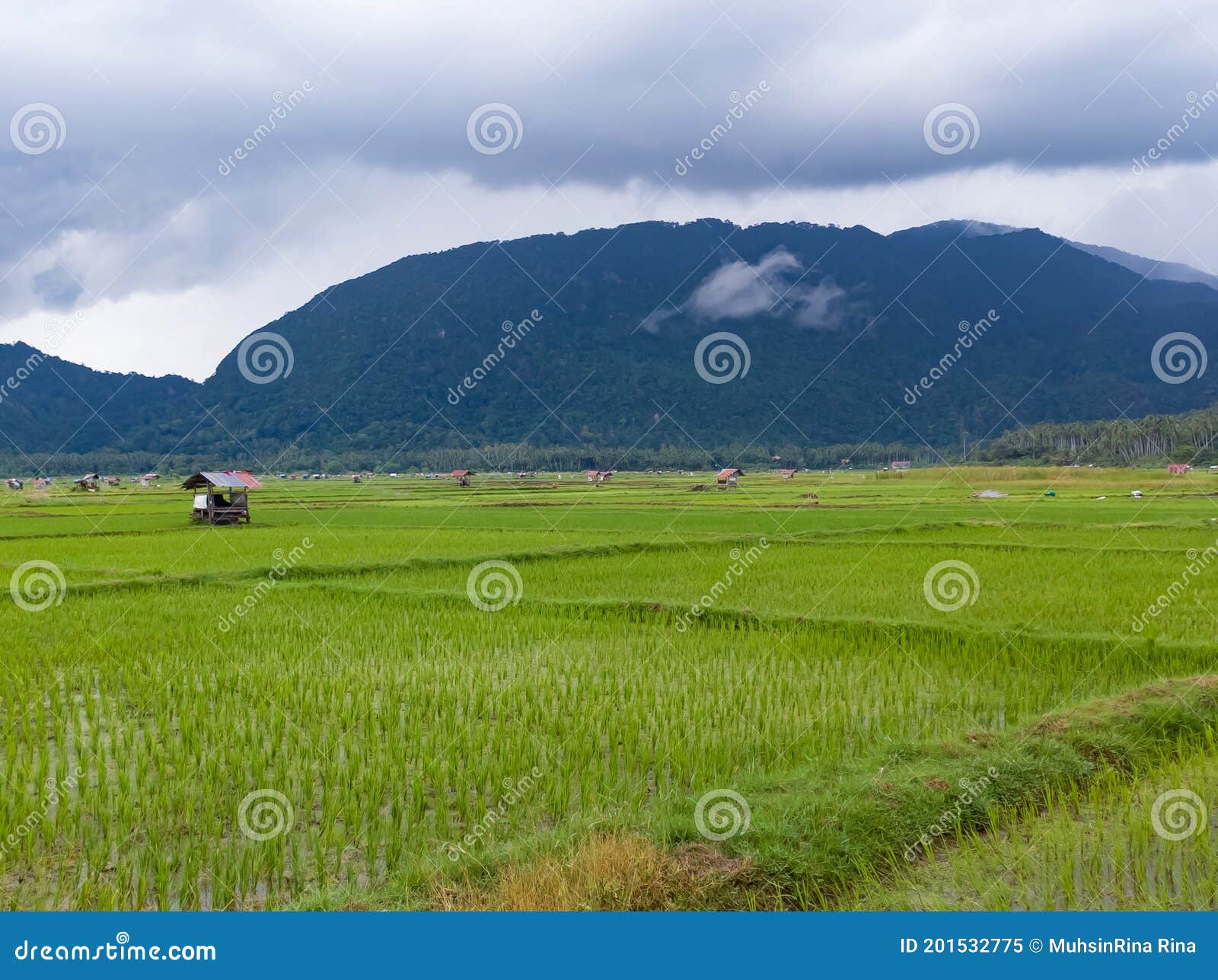 A Very Wide Expanse of Rice Fields on the Slopes of the Aceh Mountains ...