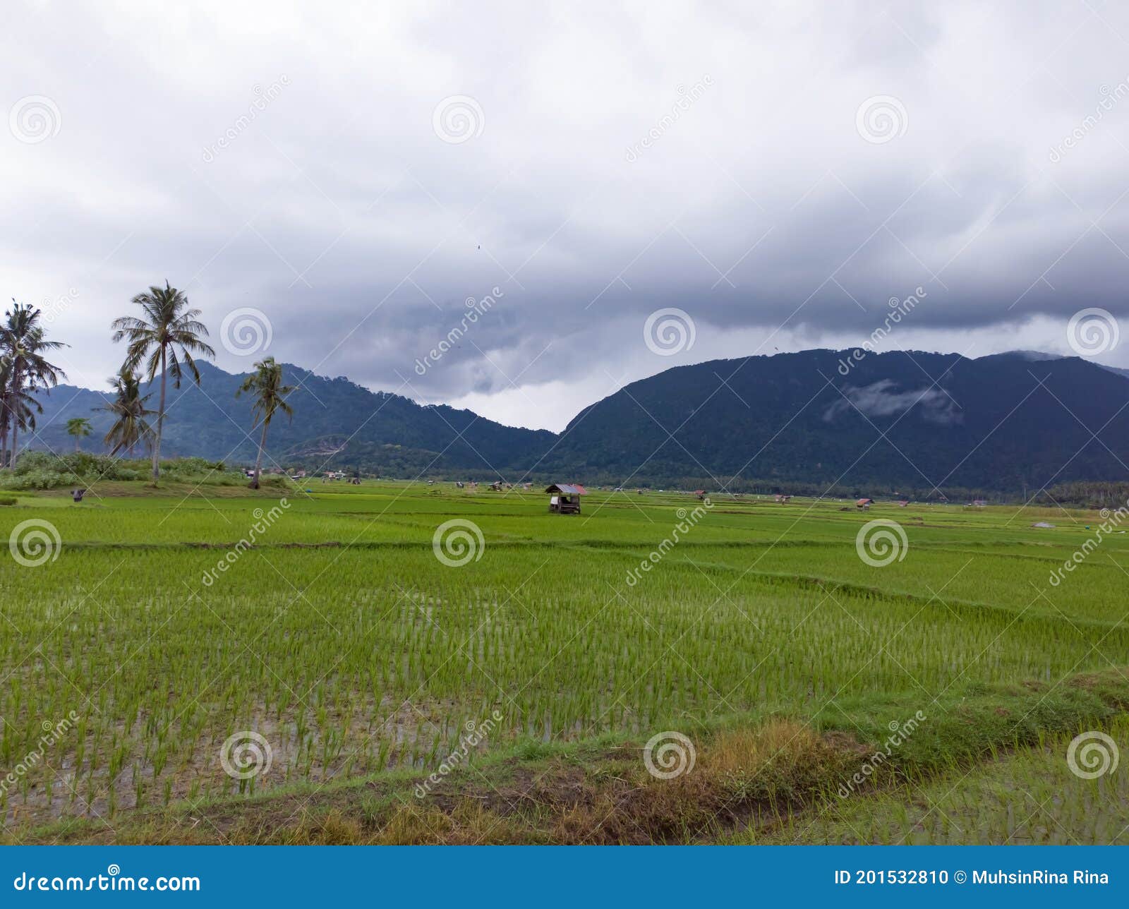 A Very Wide Expanse of Rice Fields on the Slopes of the Aceh Mountains ...