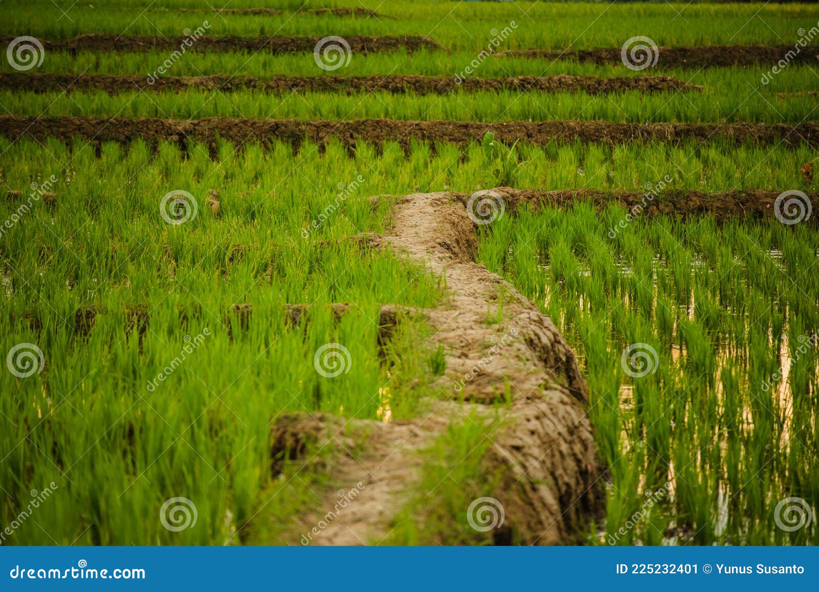 Very Wide Rice Fields with Green Rice Plants Stock Image - Image of ...