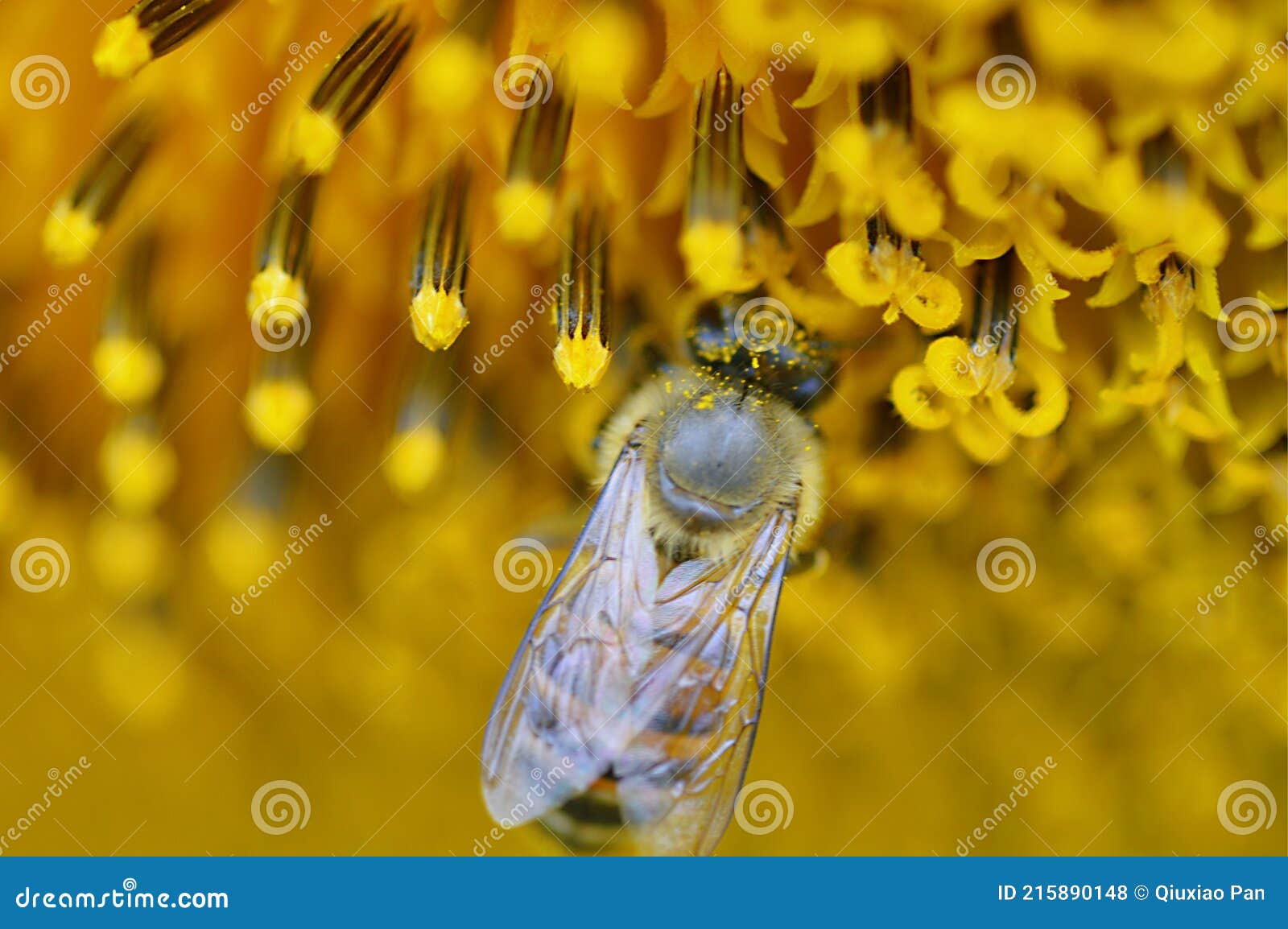 A very working hard bee stock photo. Image of working - 215890148