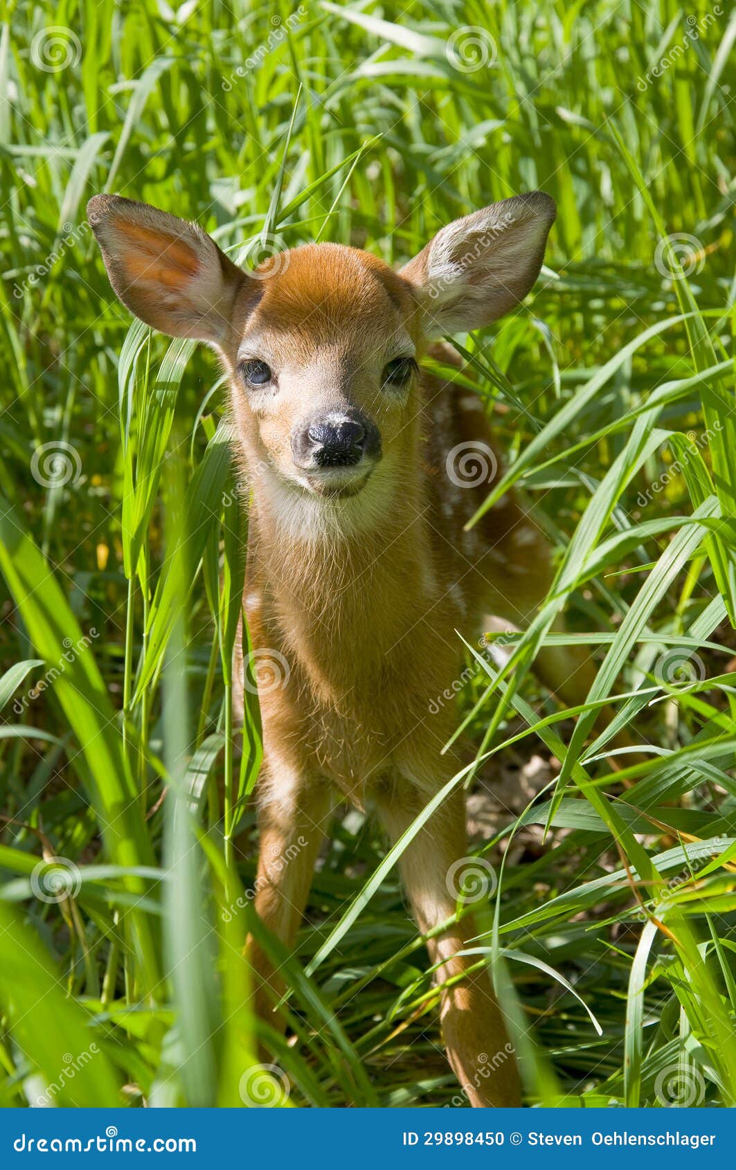 A Baby Deer Fawn Hiding On The Forest Ground. Wild Deer Child In The ...