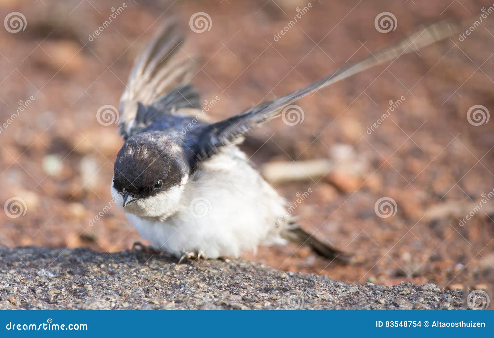 Very Young Barn Swallow Sitting on the Ground Learning To Fly Stock ...