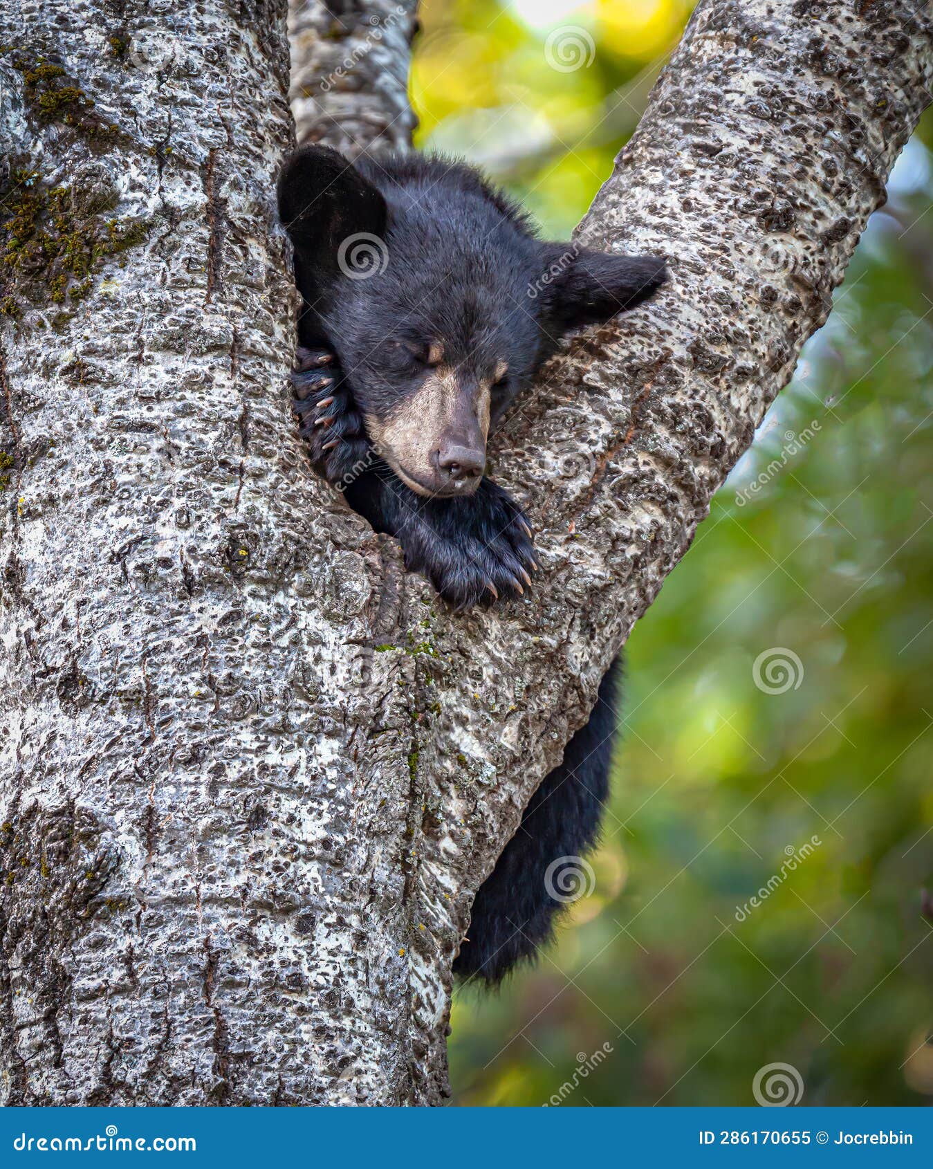 Very Young Black Bear Sleeping in a Tree Stock Image - Image of trees ...