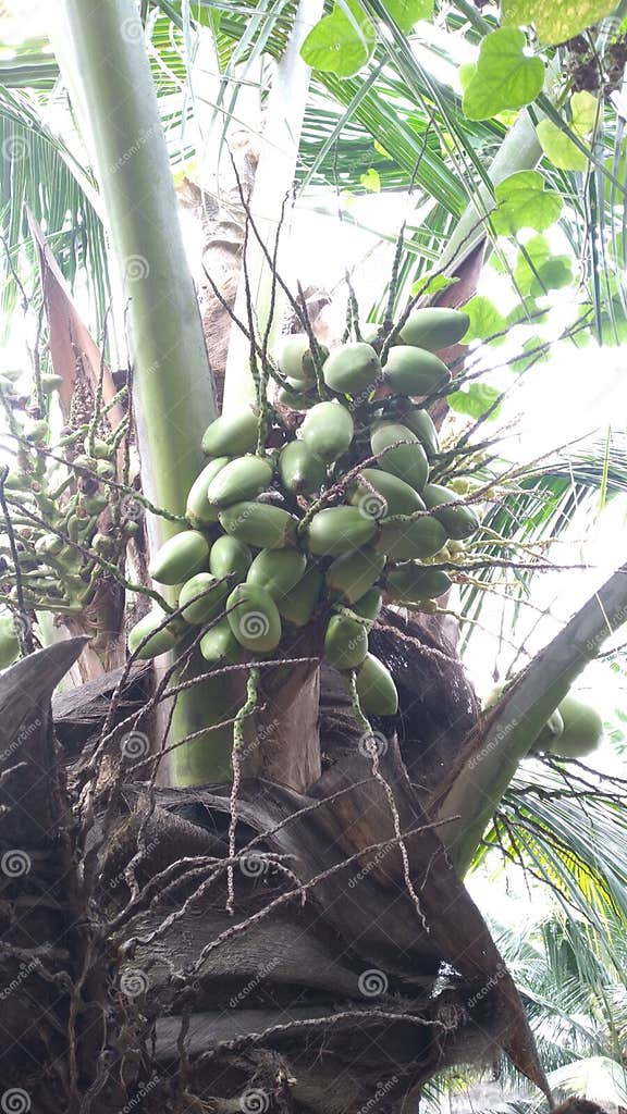 Very Young Coconuts are on the Tree Stock Image - Image of young, tree ...