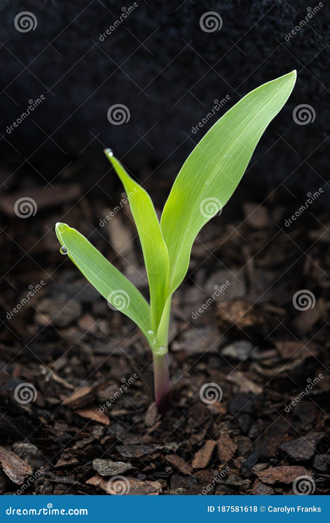 Very Young Corn Sprout stock photo. Image of plant, gardening - 187581618