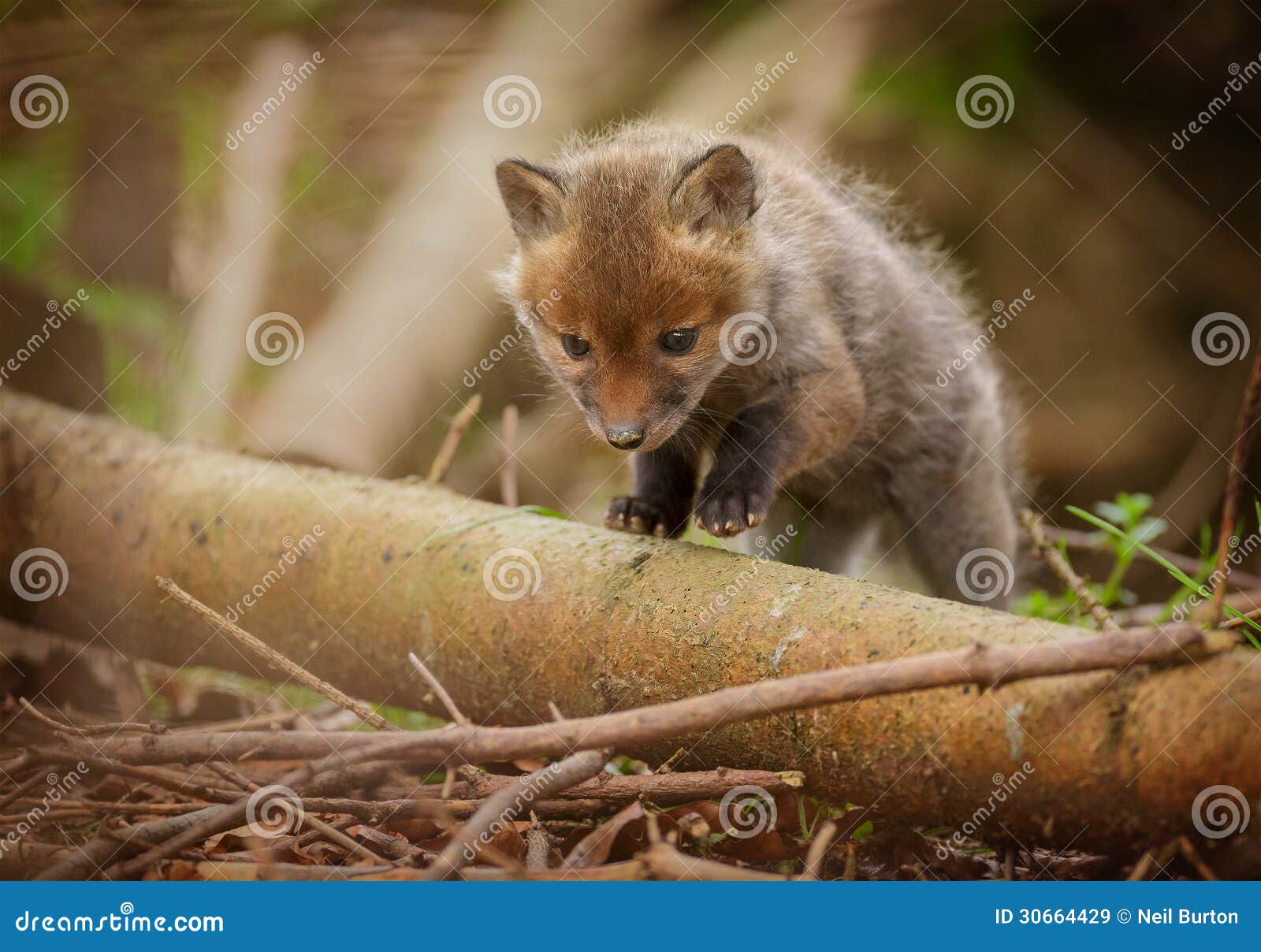 Very Young Fox Cub Out Exploring Stock Image - Image of leaves ...