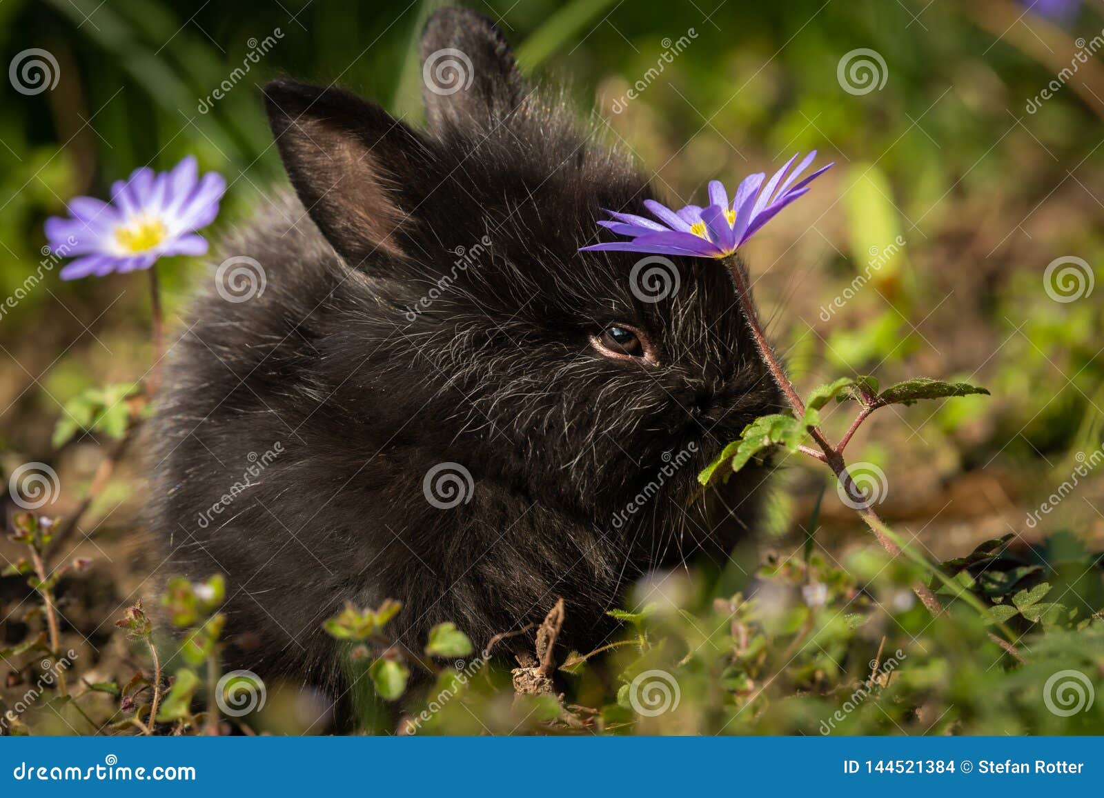 A Very Young Rabbit Sitting in the Grass Stock Photo - Image of cute ...