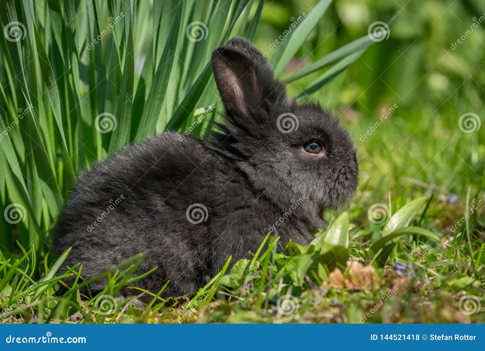 A Very Young Rabbit Sitting in the Grass Stock Photo - Image of ...